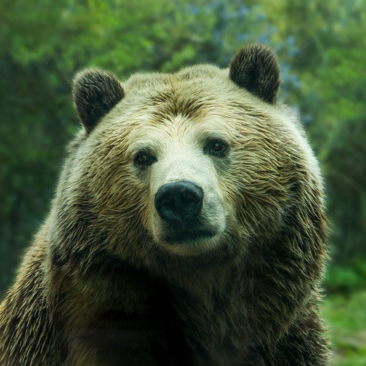 Why Are Bear Cubs So Cute? Science Has an Answer.